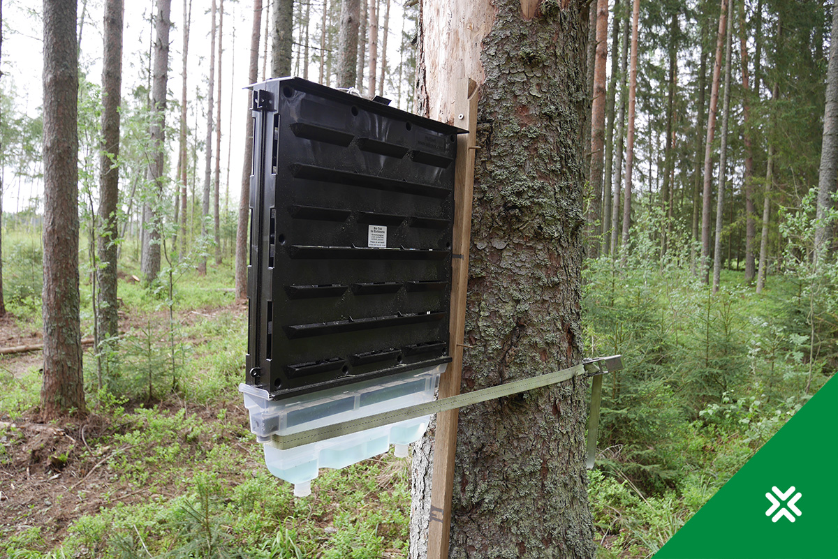 Kuuse-kooreüraski tõrje aitab ennetada kuusikute kahjustusi - Metsaühistu